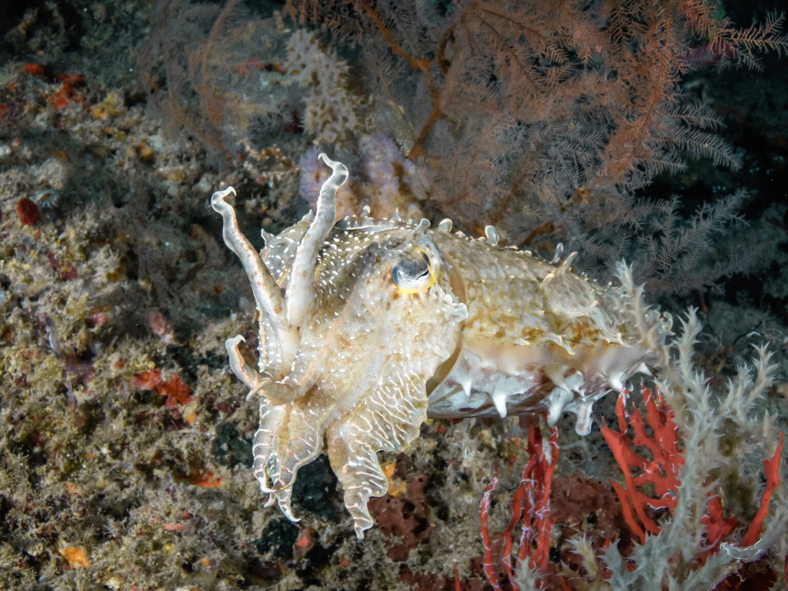 Diving in Indonesia - GaiaOne