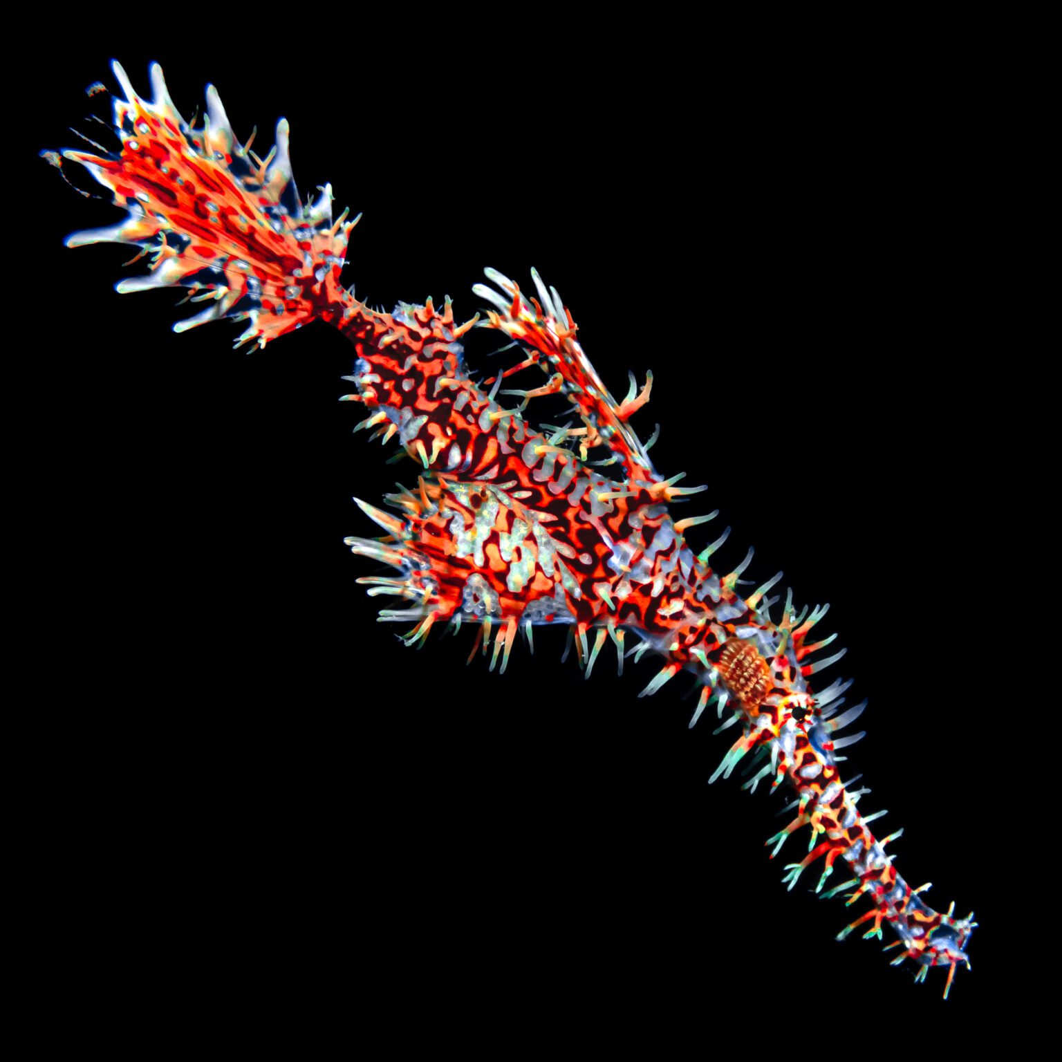 Diving in Indonesia - GaiaOne